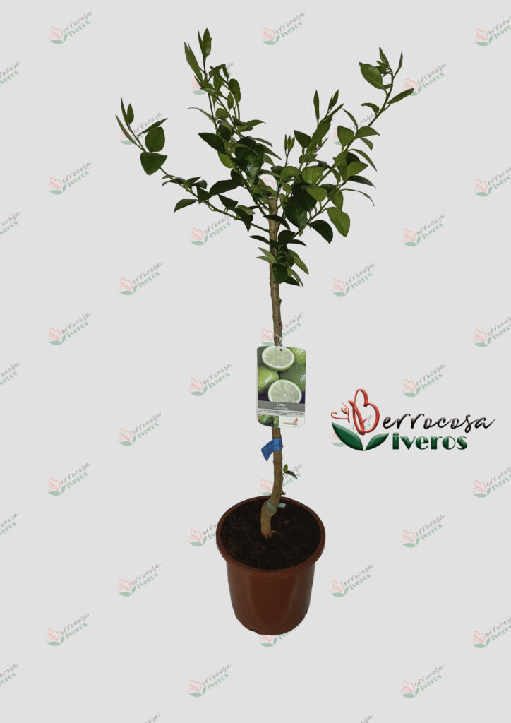 Árbol de lima / Citrico – Viveros la Berrocosa